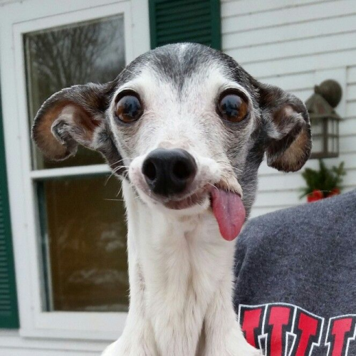 Create a Rain World Broadcast Iterators Tier List - TierMaker