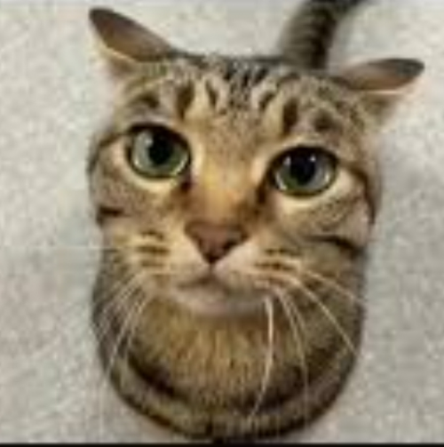 JJI CLAN LIST Tier List (Community Rankings) - TierMaker