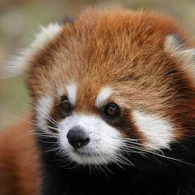 Cute Animals Tier List (Community Rankings) - TierMaker