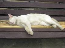 Create a Sleeping Positions (for project) Tier List - TierMaker