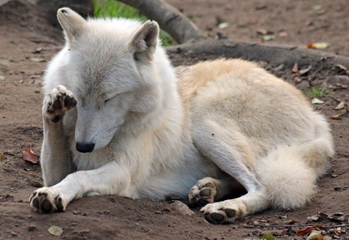 Create a อนิเมาะเท่าที่เคยดูและจำได้ ultimate Tier List - TierMaker