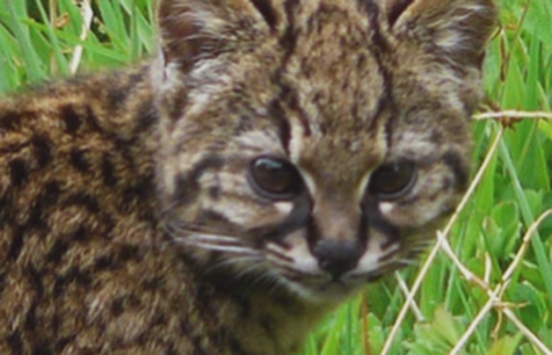 Small wild cat breeds Tier List (Community Rankings) - TierMaker