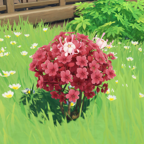 Genshin Flowers Tier List (Community Rankings) - TierMaker