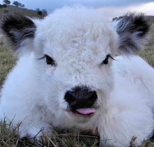 Create A Regular Goats Ocs Tier List Tiermaker