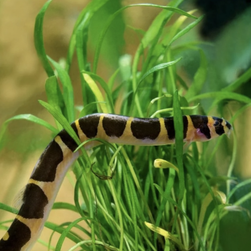 Massive Freshwater & Brackish Fish Tier List (Community Rankings ...