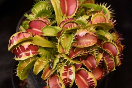 Create a Venus Flytrap Cultivars (credits: flytrapcare.com) Tier List - TierMaker