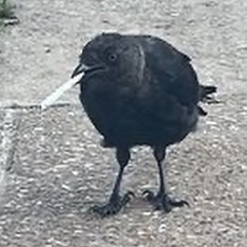 Birdmaster11 Levels Ranking Tier List (Community Rankings) - TierMaker