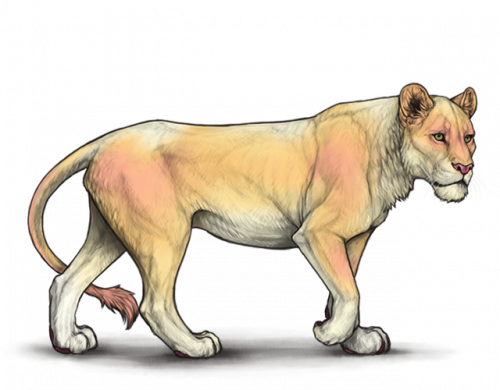 Create a Lioden Rare Bases! Tier List - TierMaker