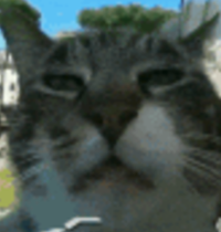 All Daily Gifs Tier List (Community Rankings) - TierMaker