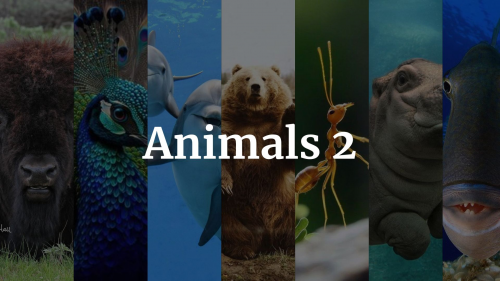 Create a Animals 2 Tier List - TierMaker
