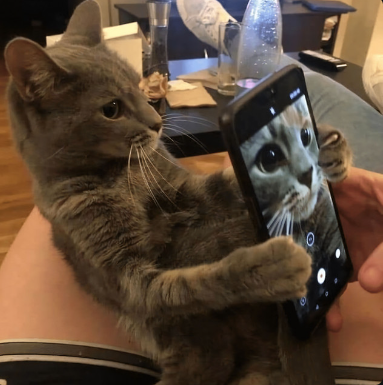 Create a TIERLIST OF MC DOGS Tier List - TierMaker