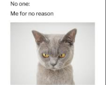 Rate memes Tier List (Community Rankings) - TierMaker