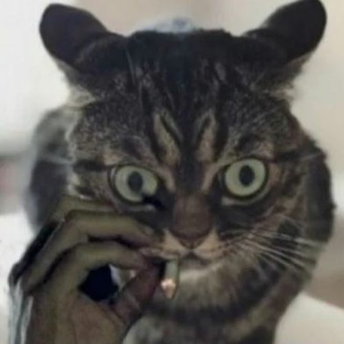 VVV Sever PFP's Tier List (Community Rankings) - TierMaker