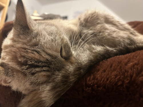 OC Trauma Tier List (Community Rankings) - TierMaker