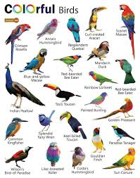 Create a Bird Ranking Tier List - TierMaker