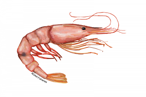 Shrimp Tier List (Community Rankings) - TierMaker