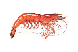 Create a Shrimp Tierlist v2 Tier List - TierMaker