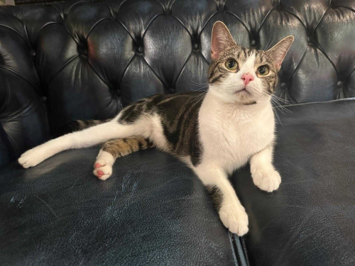 Create a Kitty Cafe Cat Ranking Tier List - TierMaker