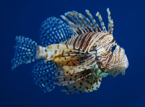 Create a Sea Creatures Tier List - TierMaker