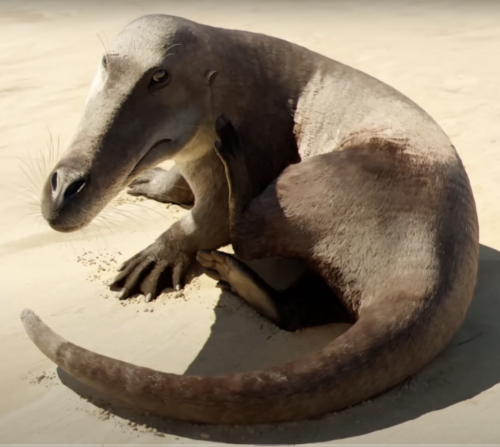 Create a Whale/cetaceans evolution :) Tier List - TierMaker