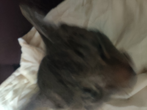 Create a moss cat Tier List - TierMaker