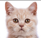 Create a Cat Tier List - TierMaker