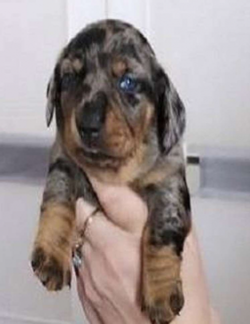 Craigslist Dogs Selects Tier List (Community Rankings) - TierMaker