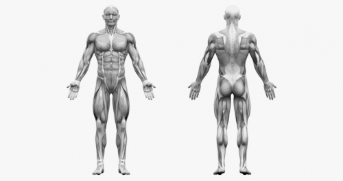 Muscle groups Tier List (Community Rankings) - TierMaker