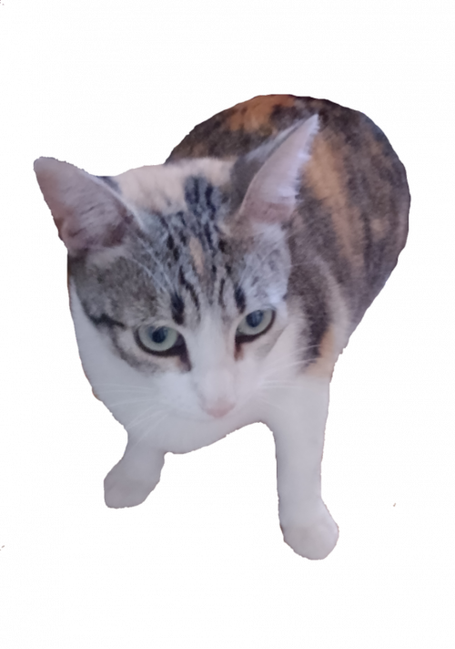 seal avatars v2 Tier List (Community Rankings) - TierMaker