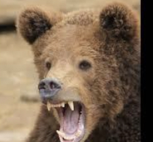 aninal calls Tier List (Community Rankings) - TierMaker