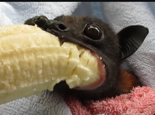 Create a Anime Character Suffering Tier List - TierMaker