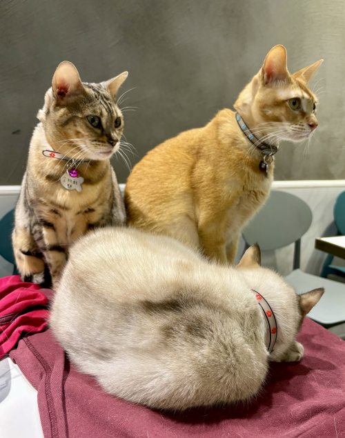 Create a Rate HK Cats Tier List - TierMaker