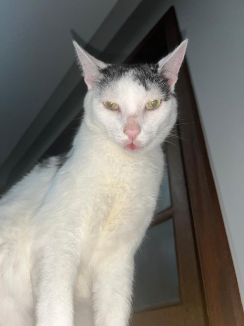 Create a gatos da família kavalco Tier List - TierMaker