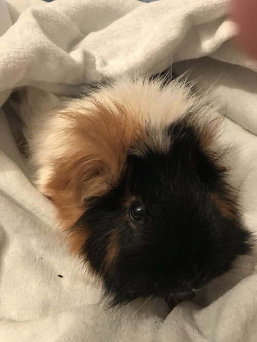 poos (23.05.25) Tier List (Community Rankings) - TierMaker