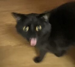 Cat Meme Tier List (Community Rankings) - TierMaker