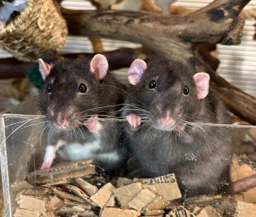 Rat varieties Tier List (Community Rankings) - TierMaker