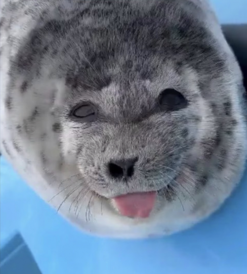 Create a Seal Tierlist Tier List - TierMaker