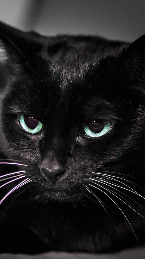 Create a Best NethPot Players Tier List - TierMaker