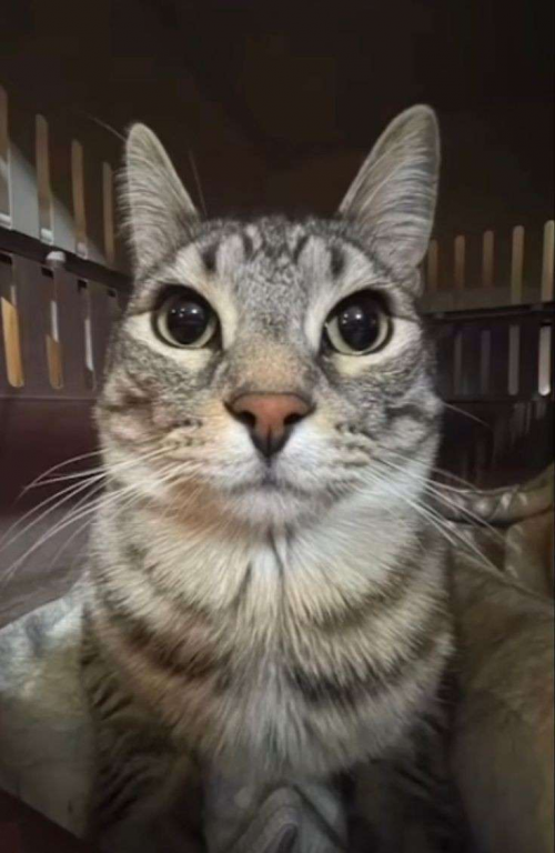 shindo life clan Tier List (Community Rankings) - TierMaker