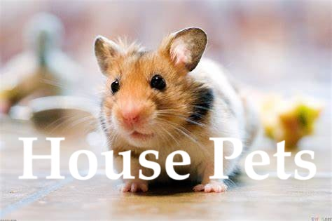 House Pets Tier List (Community Rankings) - TierMaker