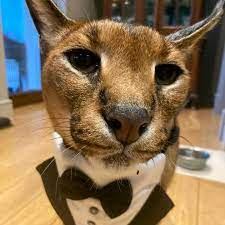 Create a Floppa transformers teirlist Tier List - TierMaker