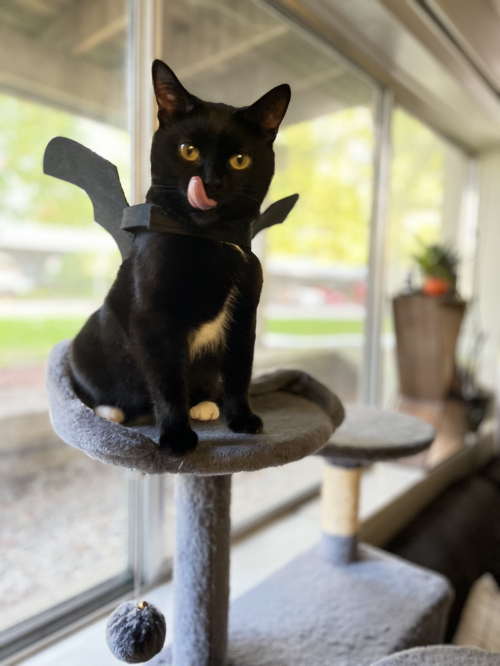 Create a Lemonhead Cat Tier List - TierMaker