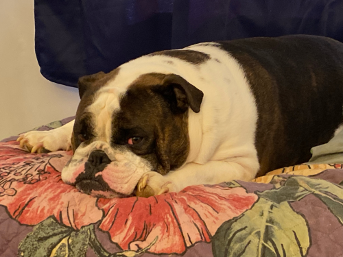 Gooba Cinematic Universe Tier List (Community Rankings) - TierMaker