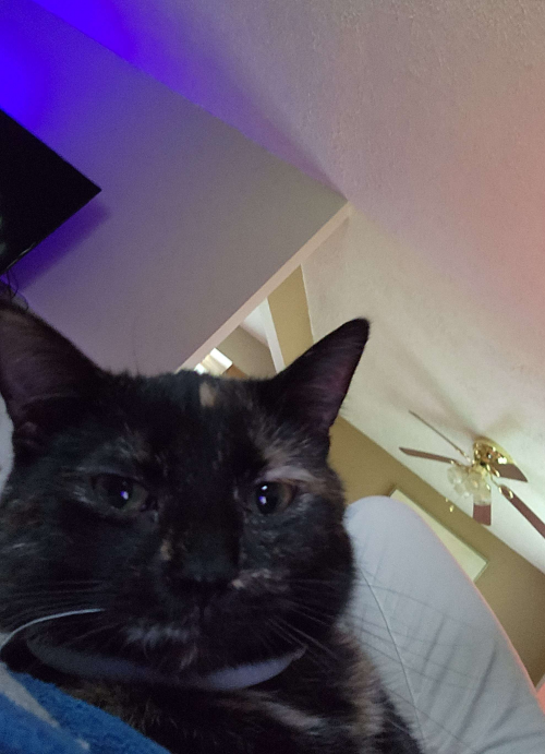 Squirbo Tier List (Community Rankings) - TierMaker