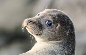 Create a Best to Worst Seal Species Tier List - TierMaker