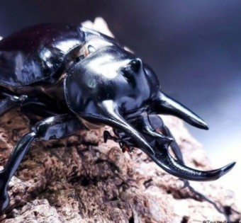 Insect fight ranking 곤충싸움순위 Tier List (Community Rankings) - TierMaker