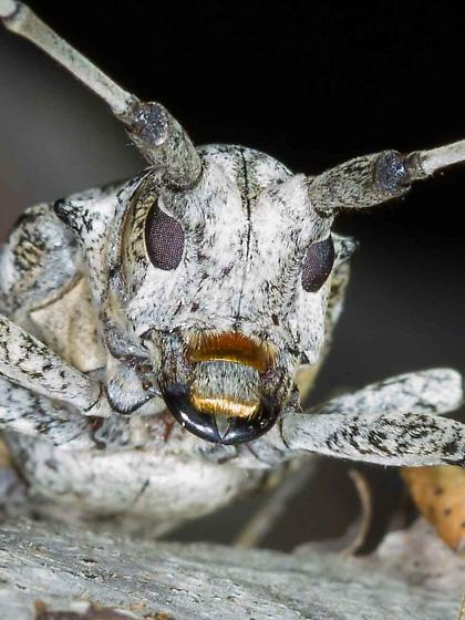 Every bug ever Tier List (Community Rankings) - TierMaker