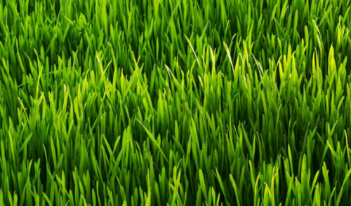 GRASS TIER LIST Tier List (Community Rankings) - TierMaker
