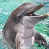 Sea Animals Tier List (Community Rankings) - TierMaker