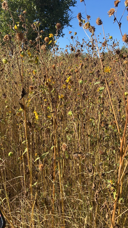 Create a Animal Draft Tier List - TierMaker